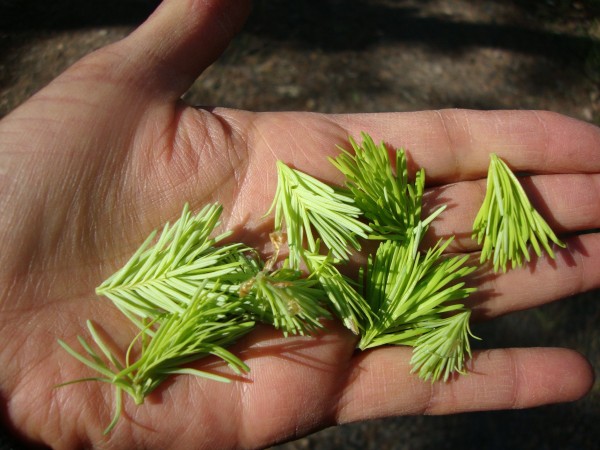 Douglas-fir